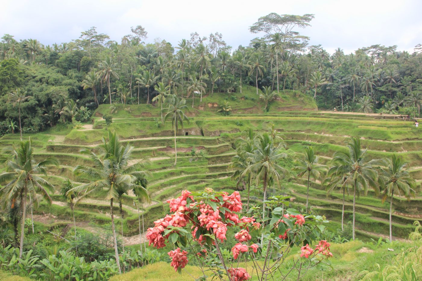 Bali-Riziere-Tegallalang (9) - Le Blog Altiplano Voyage