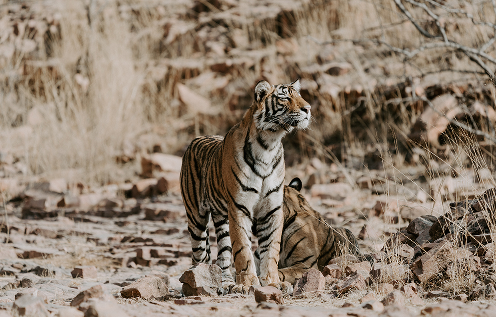 tigre-bengale-inde - Le Blog Altiplano Voyage