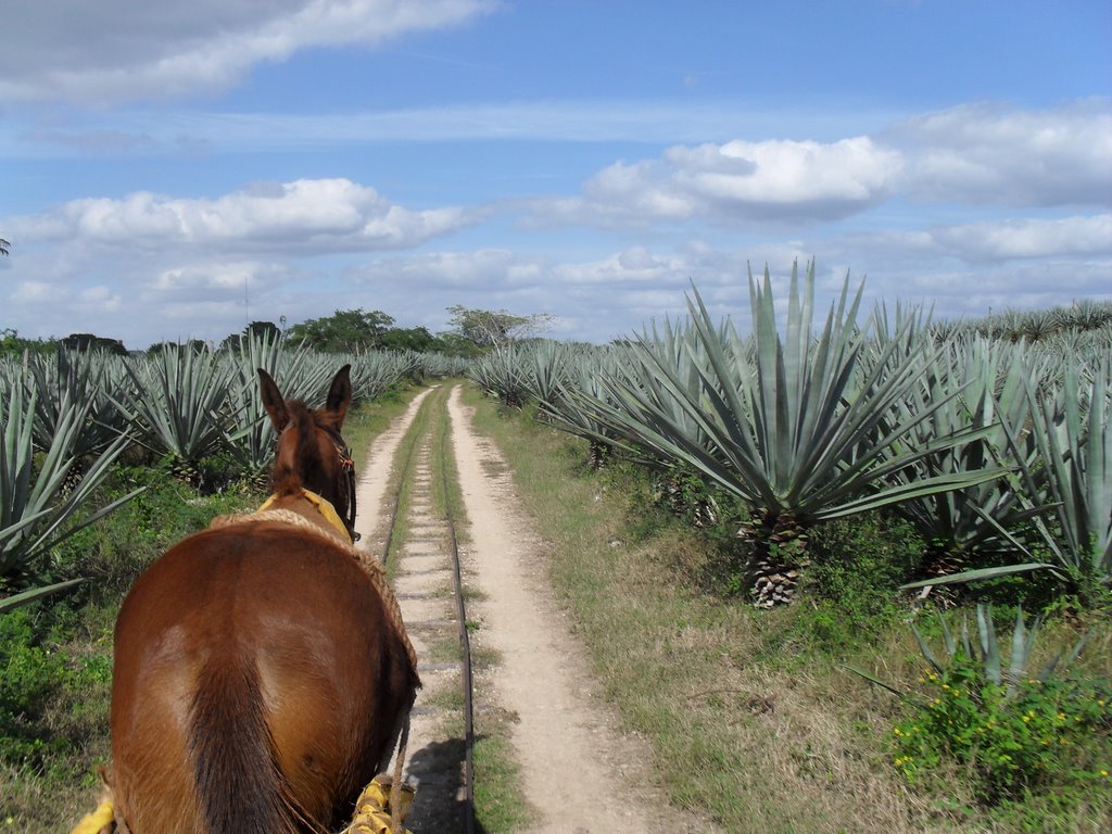 LES PLUS BEAUX CENOTES DU YUCATAN - Le Blog Altiplano Voyage