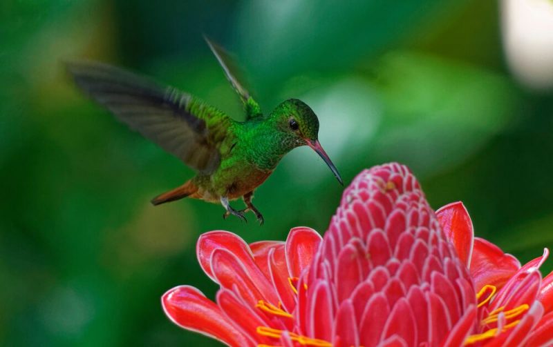 COSTA RICA_colibri - Le Blog Altiplano Voyage