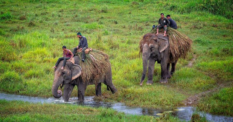 Chitwan Elephants Népal - Le Blog Altiplano Voyage